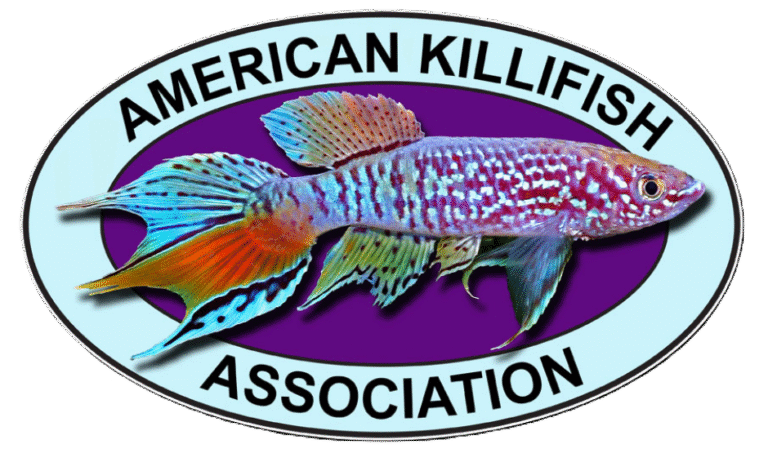 Killifish Diseases – American Killifish Association Forum